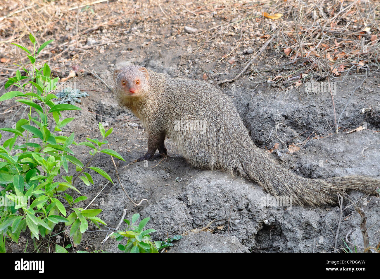 Indian gray Mongoose Stock Photo - Alamy