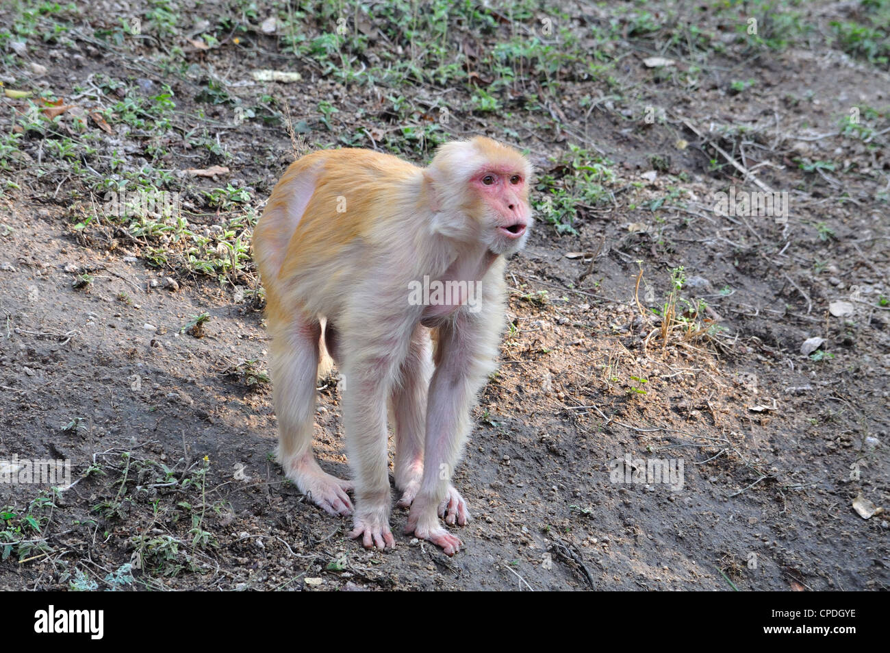 White monkey hi-res stock photography and images - Alamy