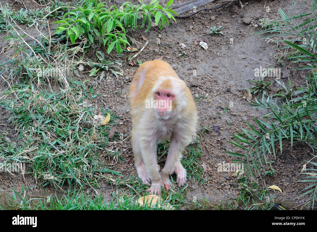 White monkey hi-res stock photography and images - Alamy