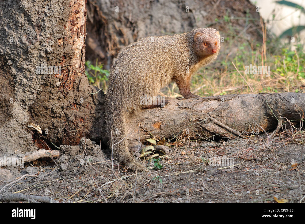 Indian Gray Mongoose Stock Photo - Alamy