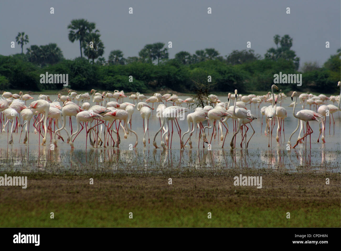 Flamingos in Koonthankulam Bird Sanctuary Stock Photo - Alamy