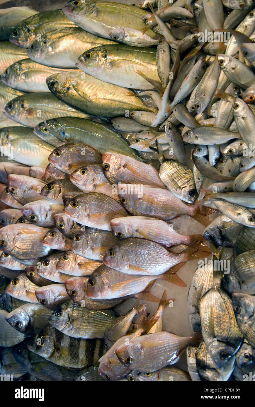 Freshly caught fish on display in the fish market, Sidon, southern ...