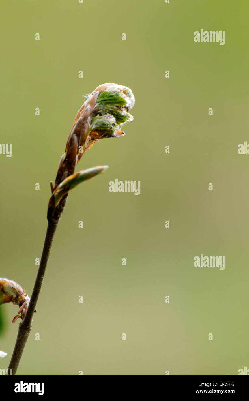 Beech leaves emerging in Spring Stock Photo - Alamy