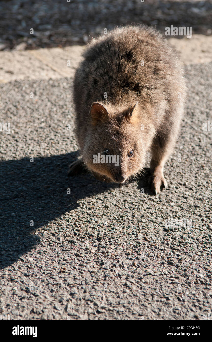 quokka (Sebrachyurus) on Rottnest Island, Australia Stock Photo - Alamy