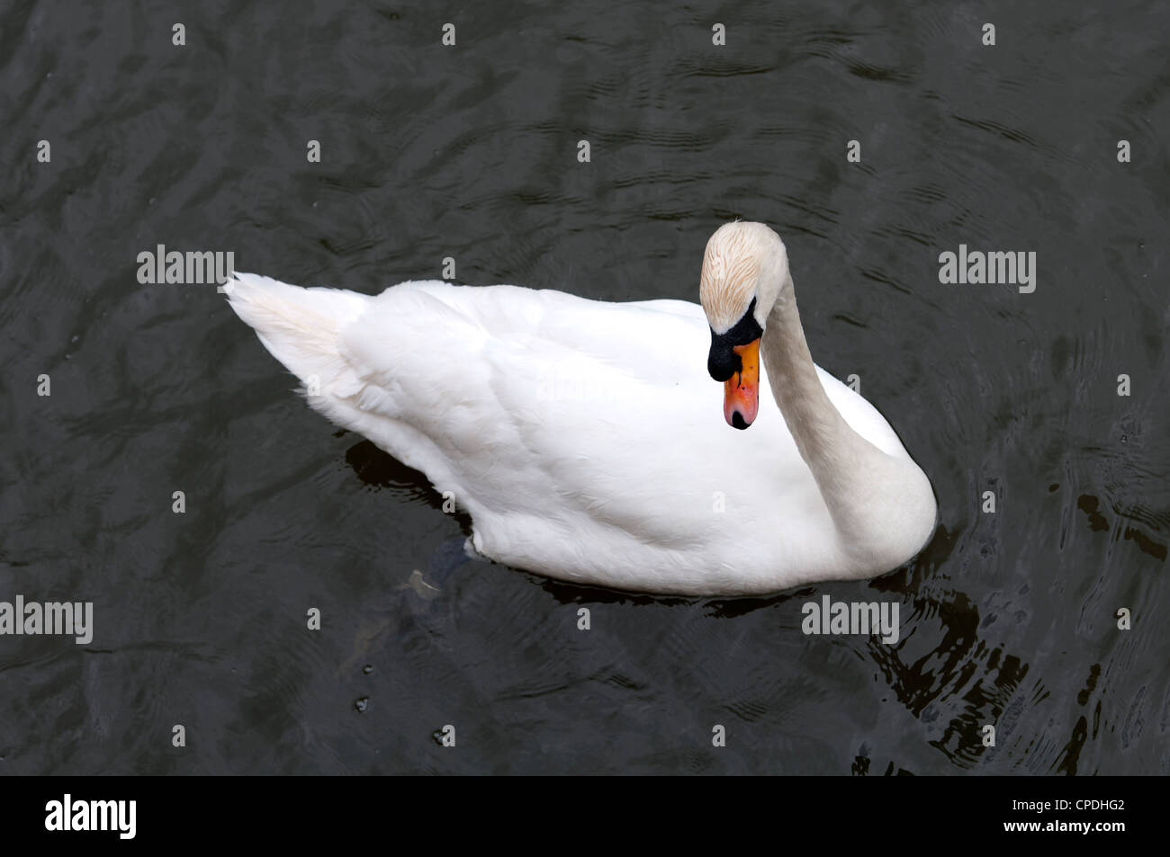 Mute Swan from above Stock Photo - Alamy