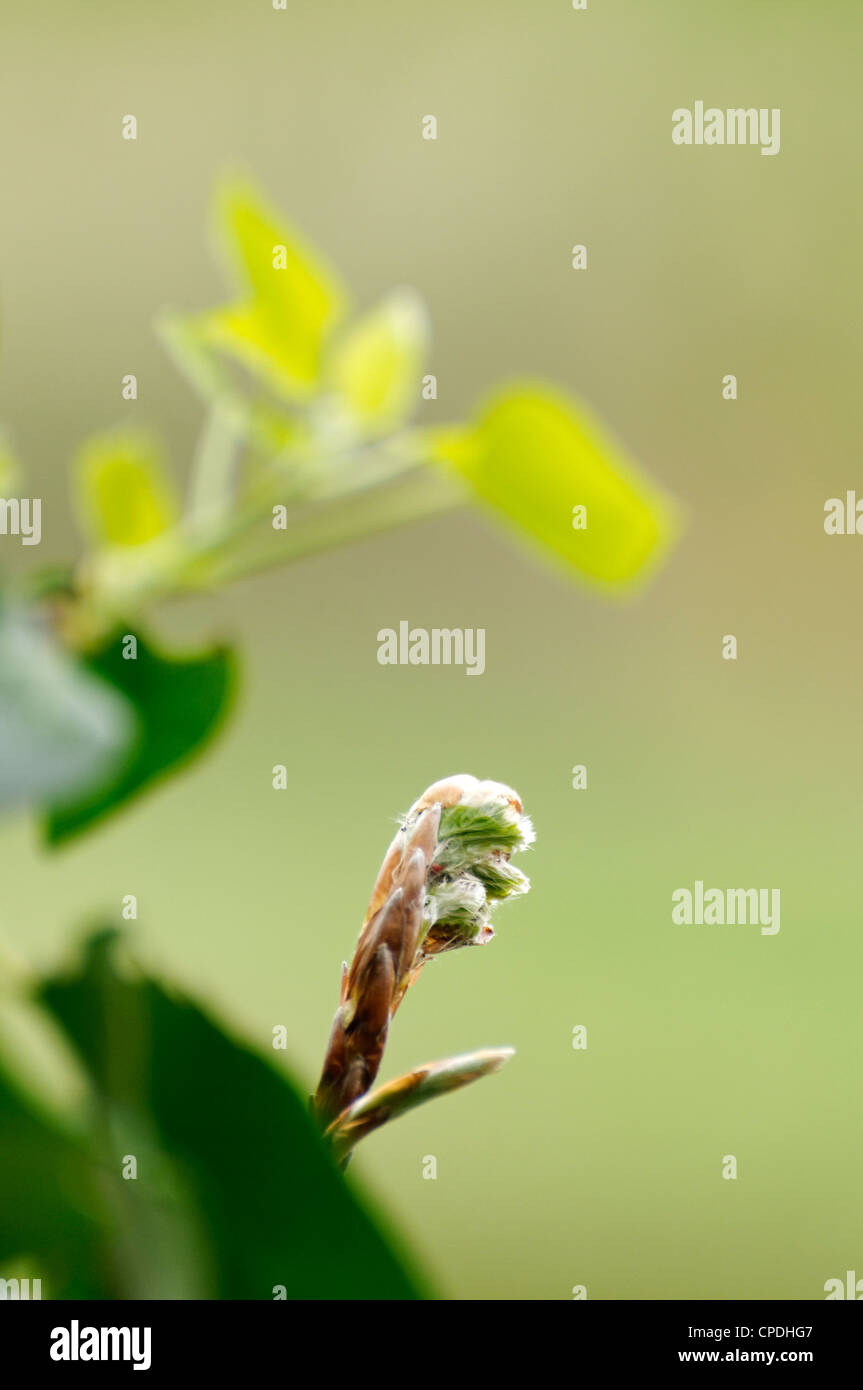 Beech leaves emerging in Spring Stock Photo - Alamy