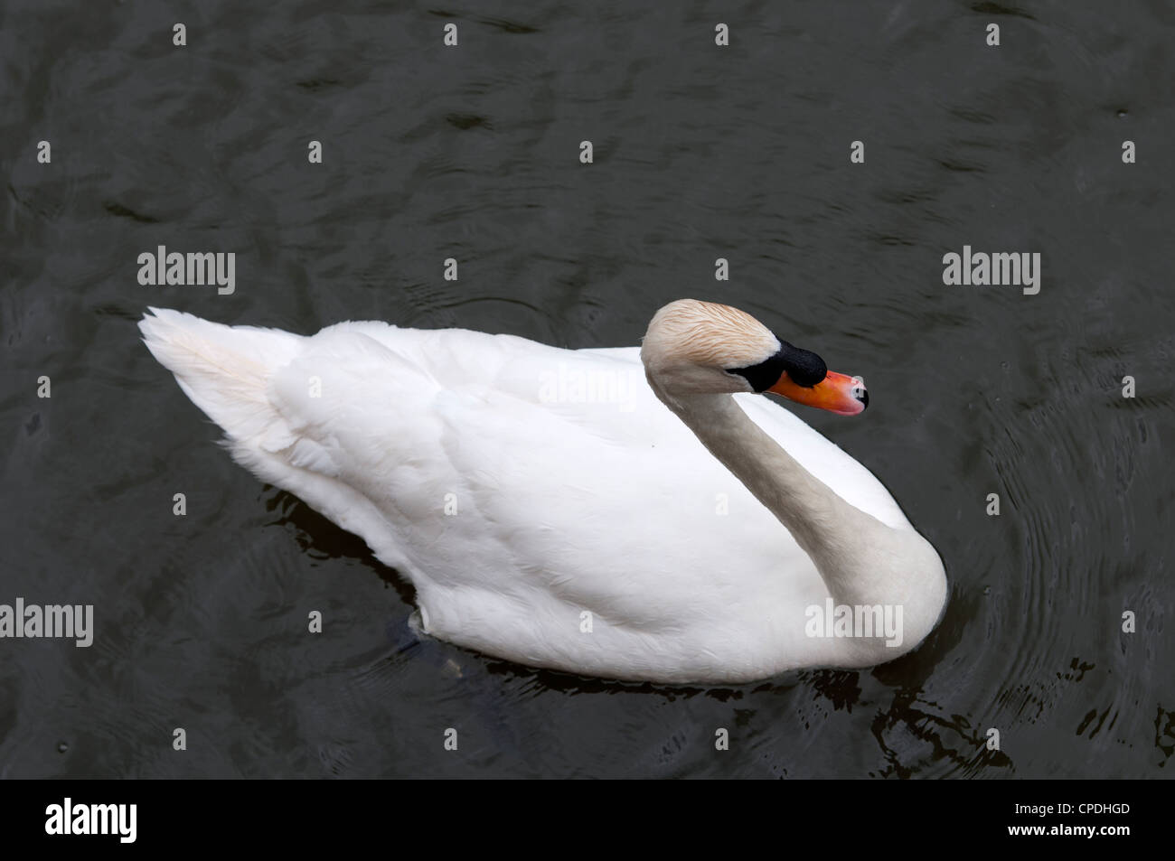 Mute Swan from above Stock Photo - Alamy