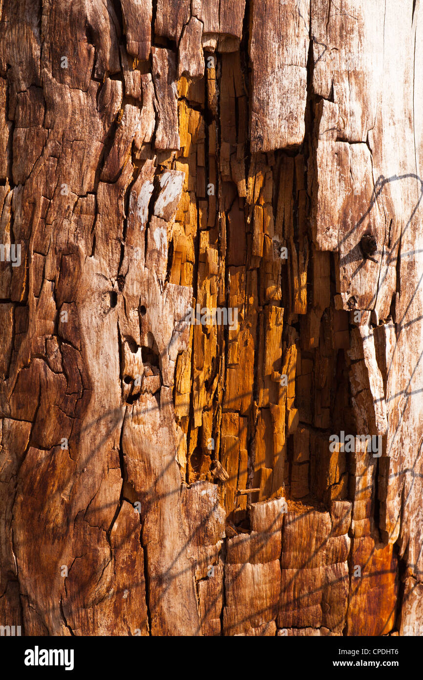 Deeply weathered tree trunk shows patterns and colours Stock Photo - Alamy