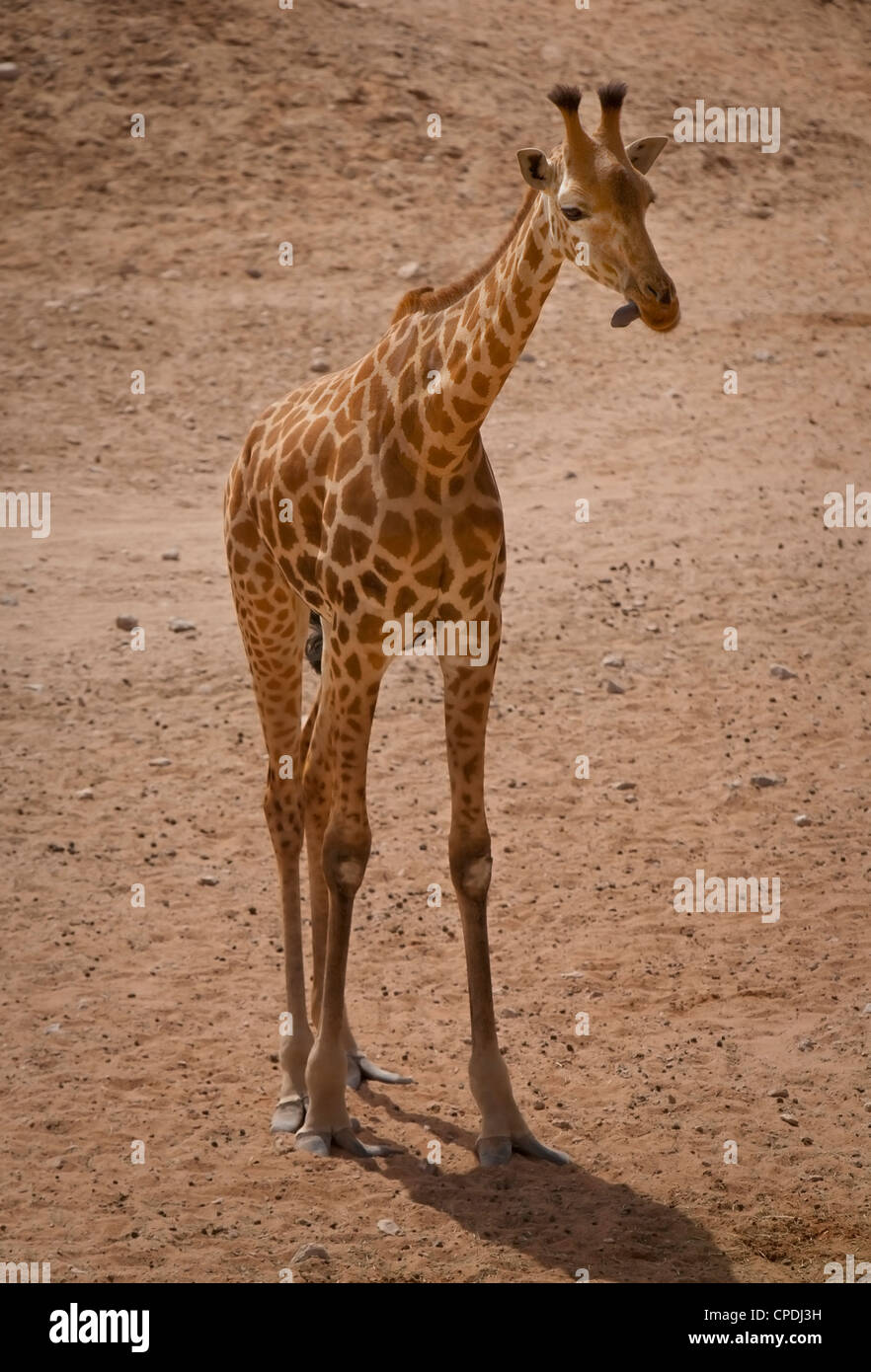 Nice Giraffe High Resolution Stock Photography and Images - Alamy