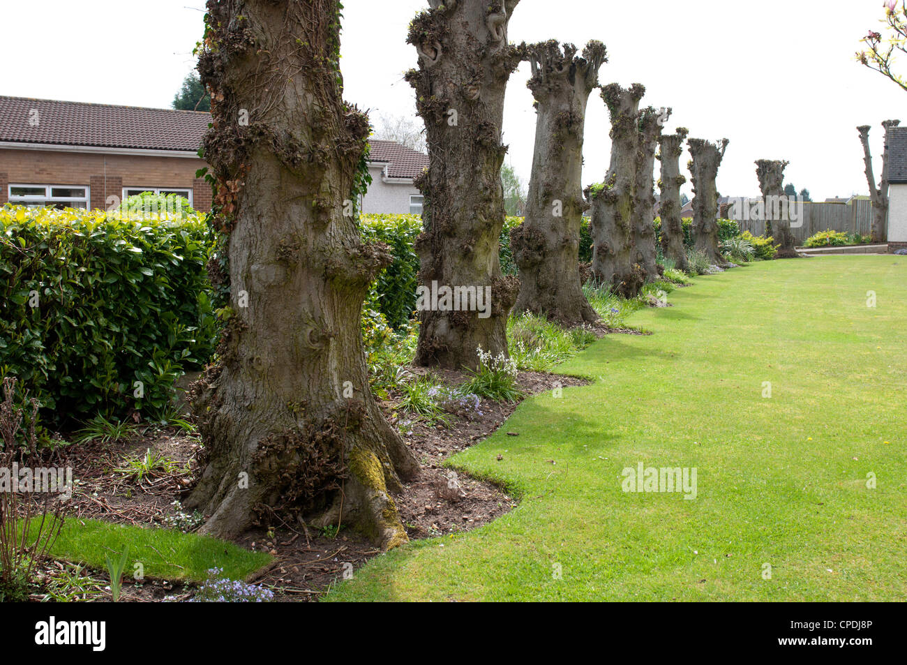 Line of pollarded trees hi-res stock photography and images - Alamy