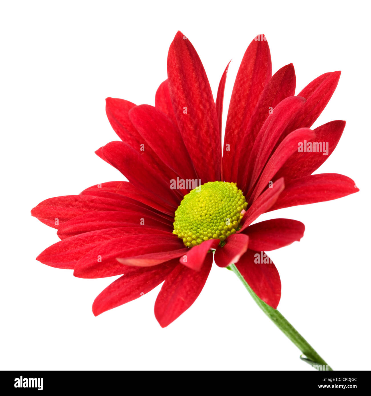 Close-up of a red daisy against white background Stock Photo - Alamy
