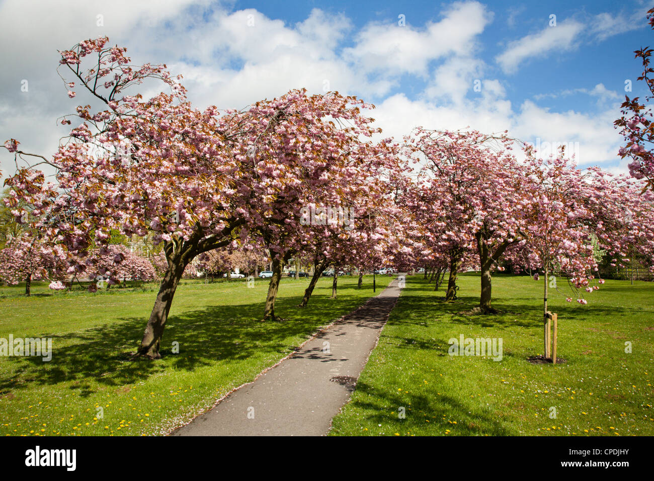 Cherry trees harrogate stray hi-res stock photography and images - Alamy