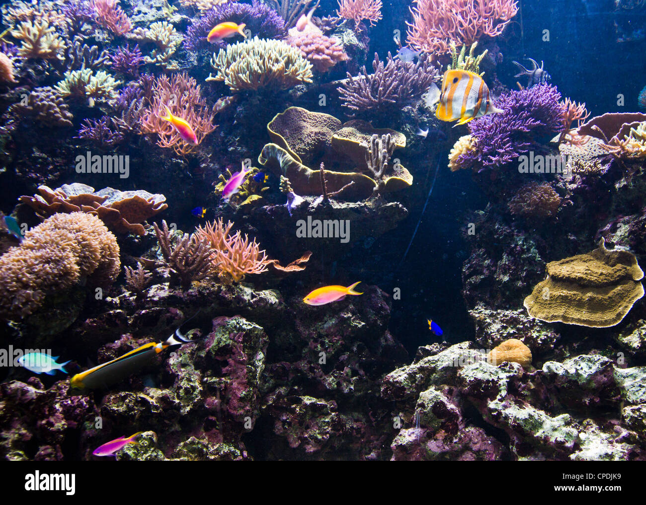 Round reef hi-res stock photography and images - Alamy