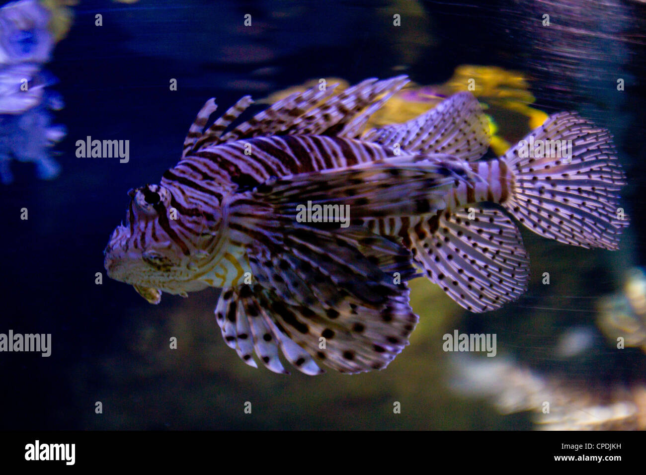 red lion fish Stock Photo - Alamy