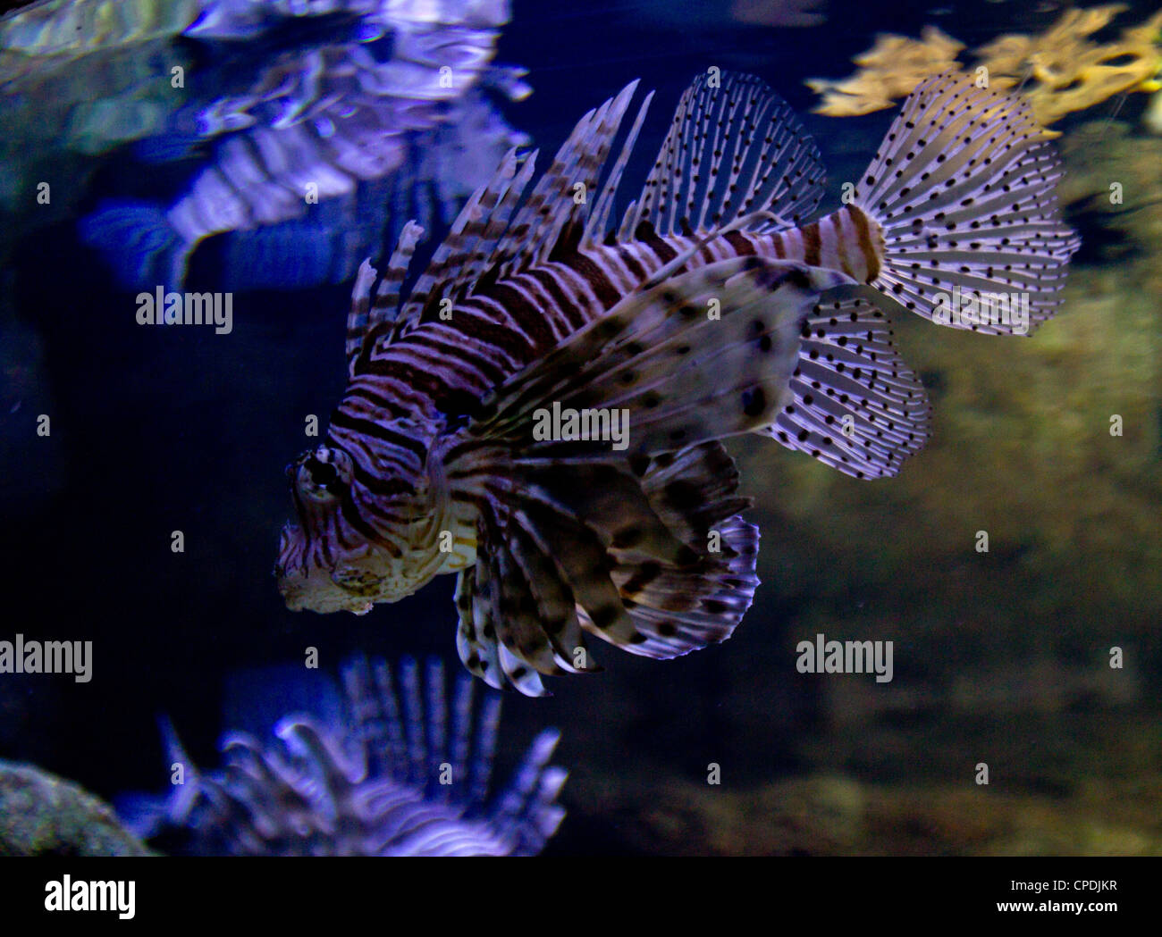 red lion fish Stock Photo - Alamy