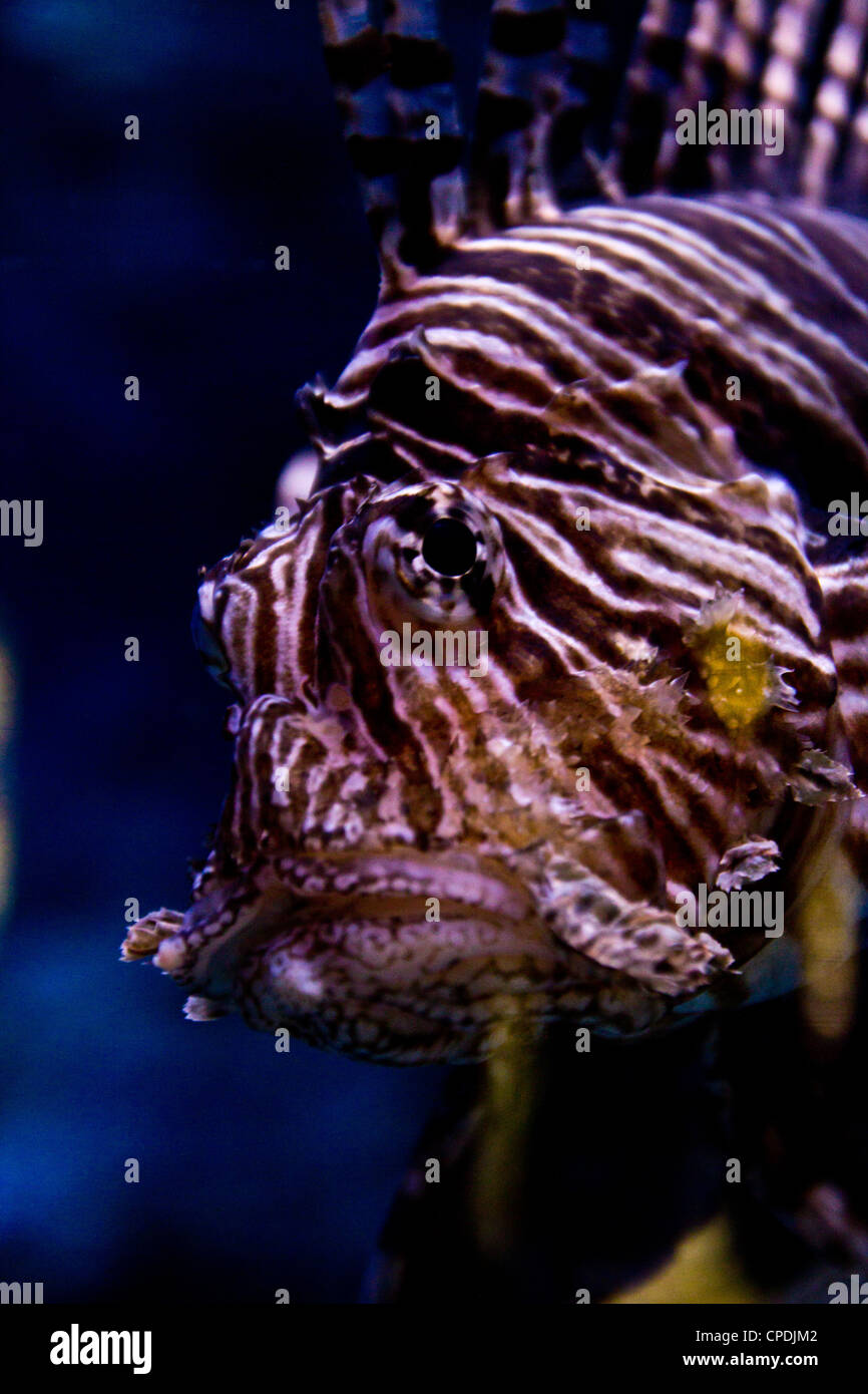 Lion fish great barrier reef hi-res stock photography and images - Alamy