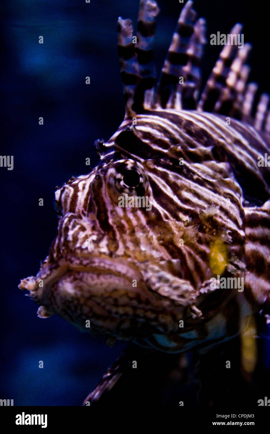 red lion fish Stock Photo - Alamy