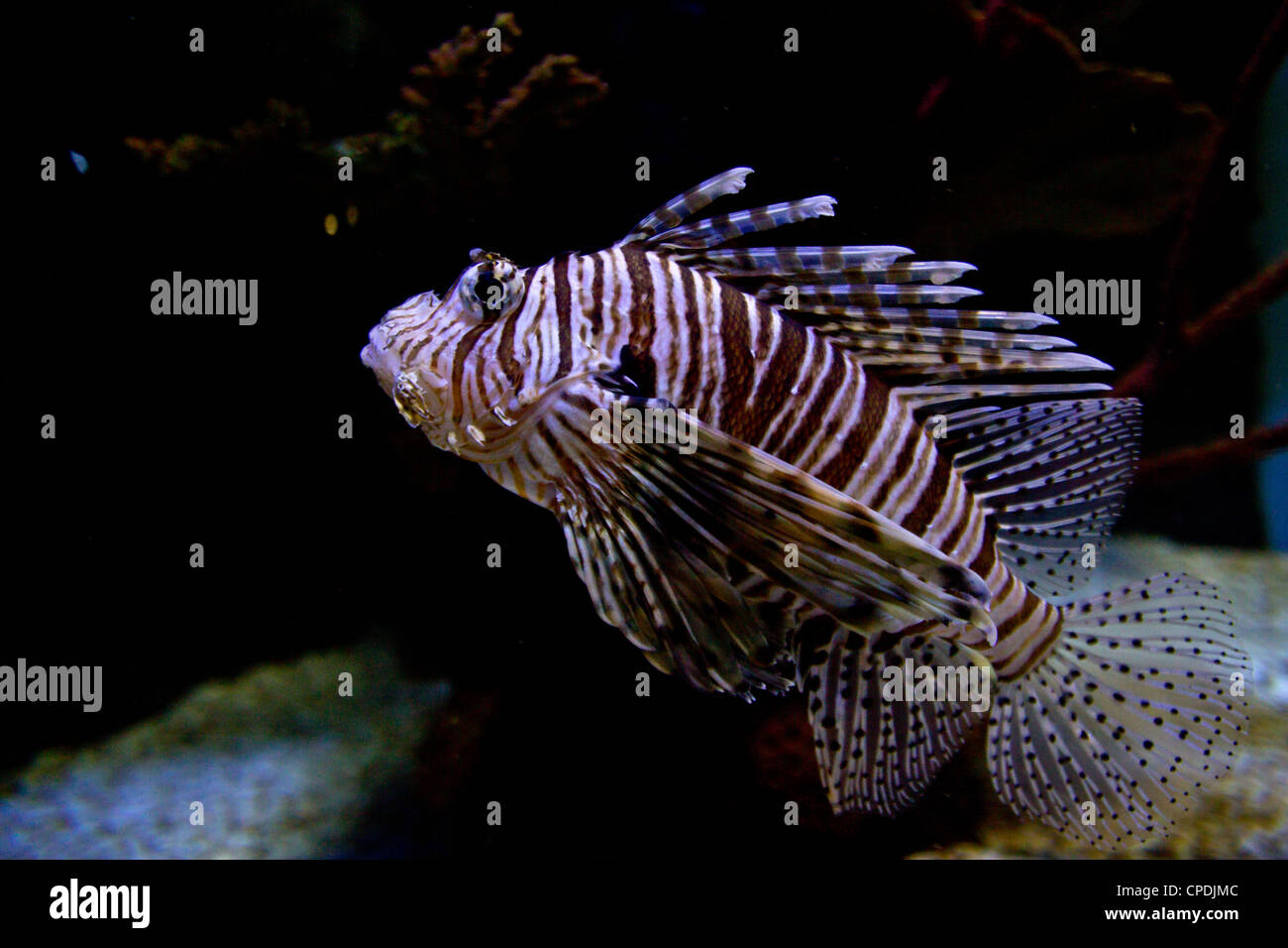 red lion fish Stock Photo - Alamy