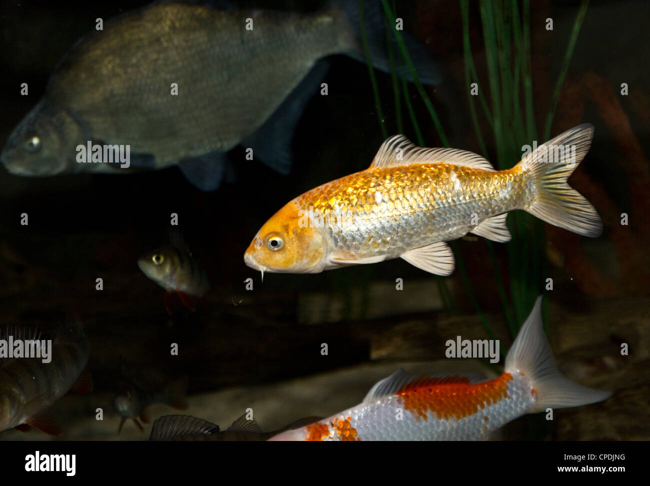 Chinese ocean aquarium hi-res stock photography and images - Alamy