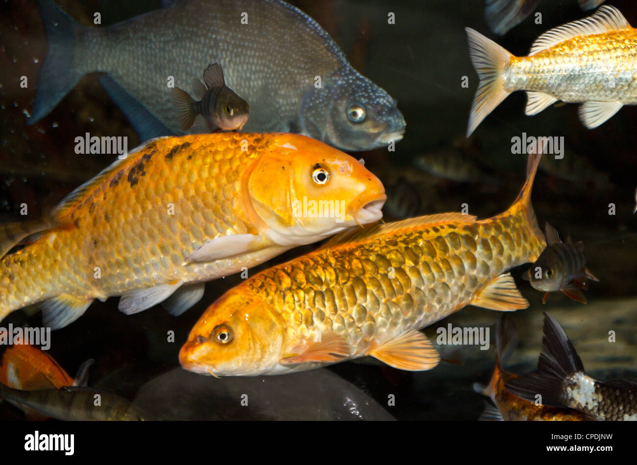 Koi and Carp Stock Photo - Alamy