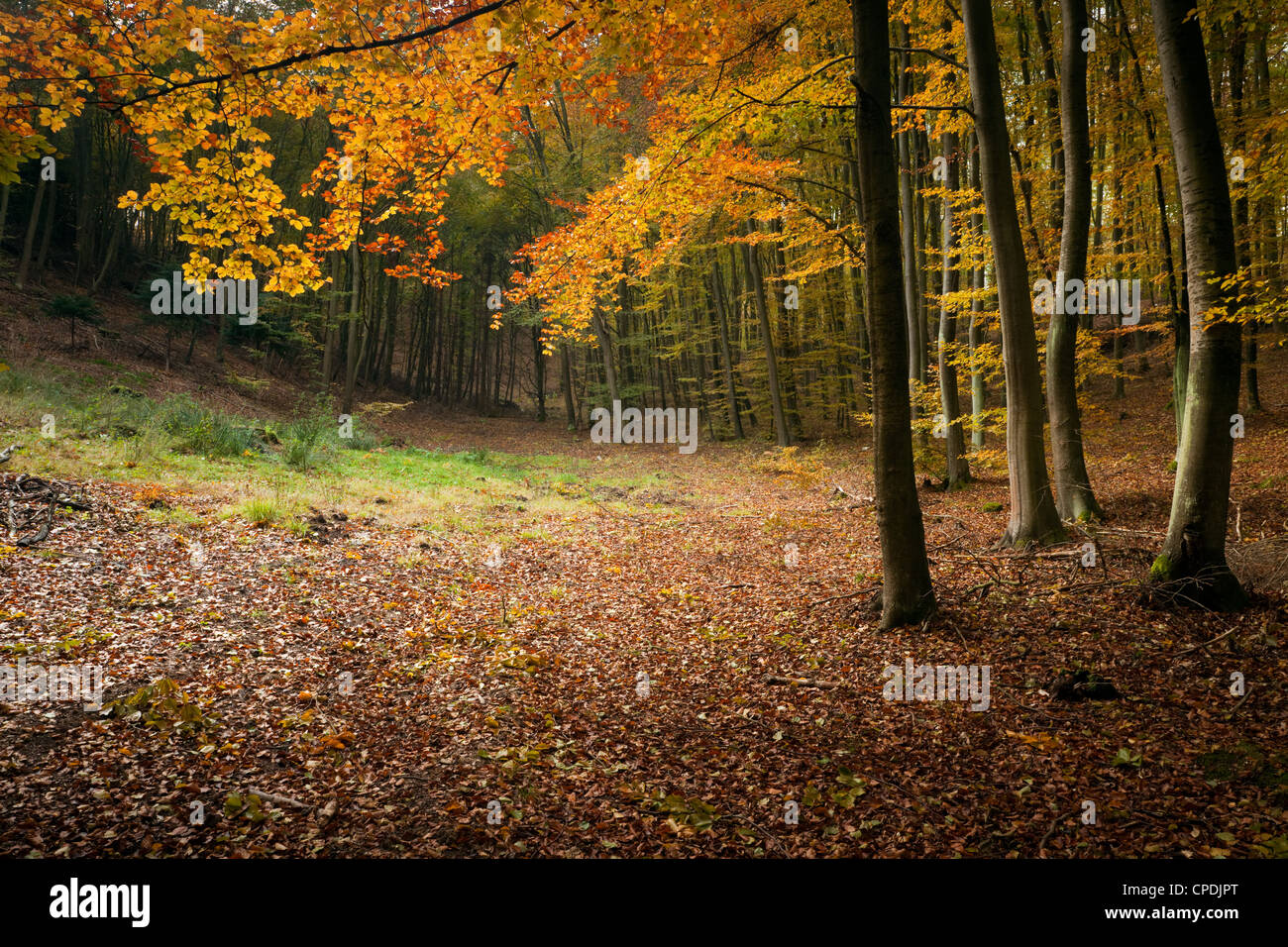 Forest and Mary's Spring river in Gdynia, northern Poland Stock Photo ...