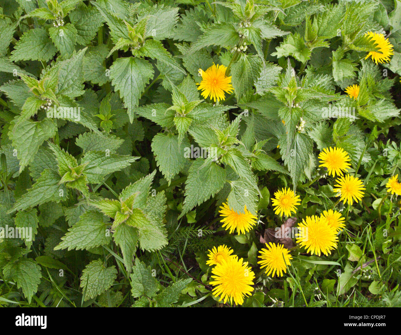 nettle and dandelion Stock Photo - Alamy