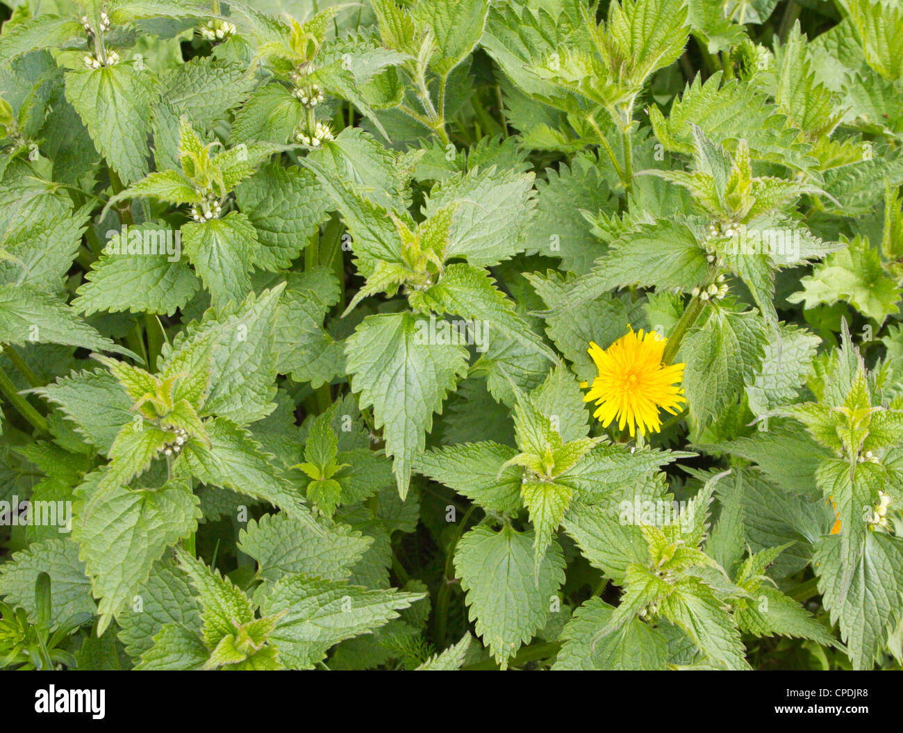 nettle and dandelion Stock Photo - Alamy