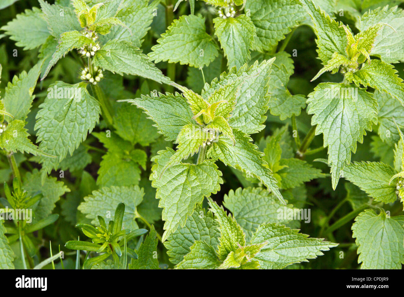 Nettle plant sting hi-res stock photography and images - Alamy