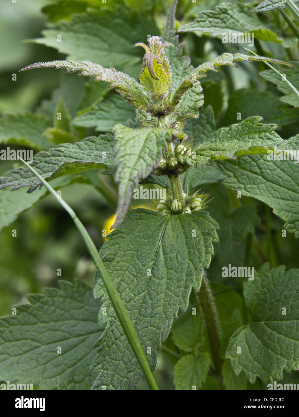 Burning nettle hi-res stock photography and images - Alamy