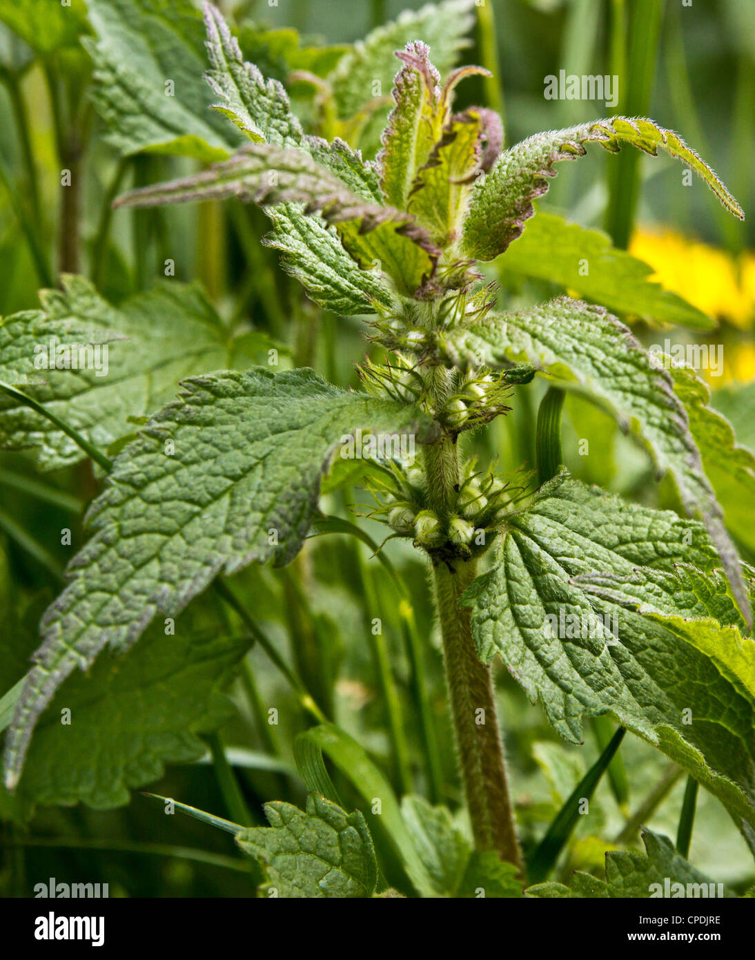 Burning nettle hi-res stock photography and images - Alamy
