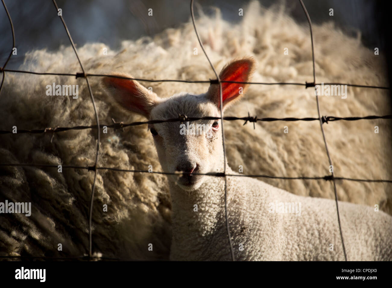 Curious young lamb looking through barbed wire fence Sheffield England ...