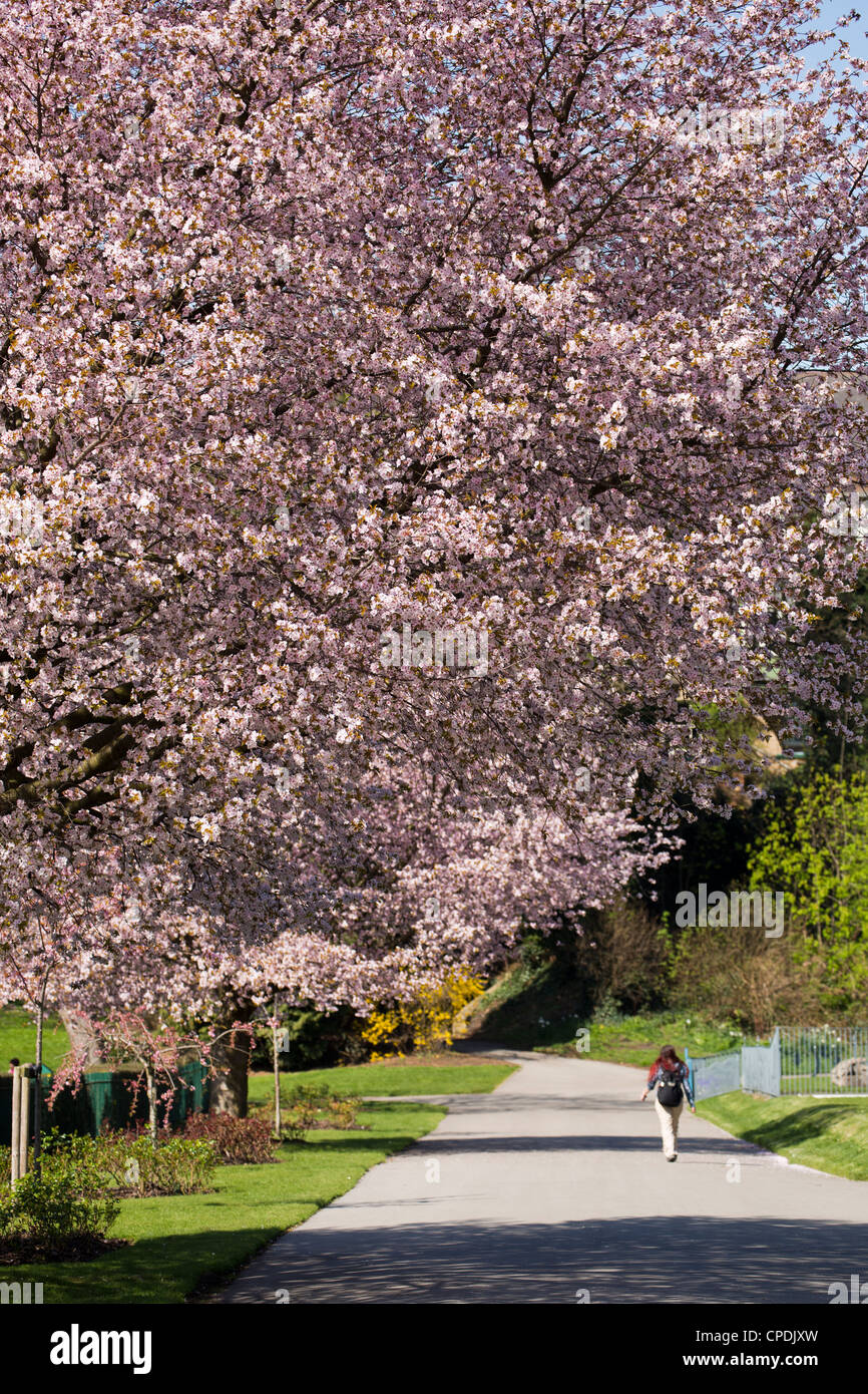 Large cherry blossom tree in park with single figure walking along path ...
