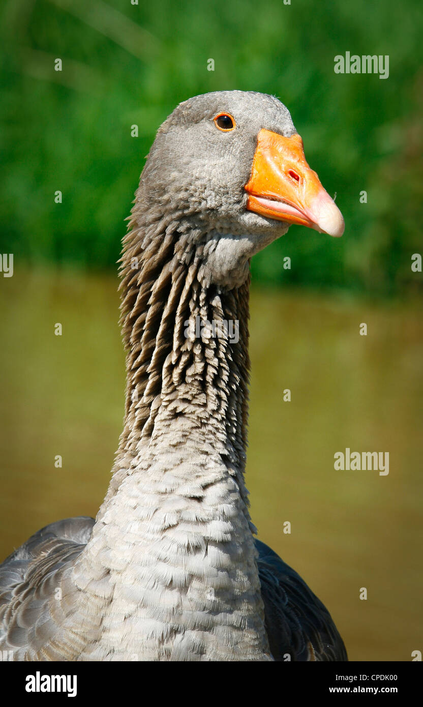 (Anser anser), pond, water, goose, bird, feathers (CTK Photo/Marketa ...