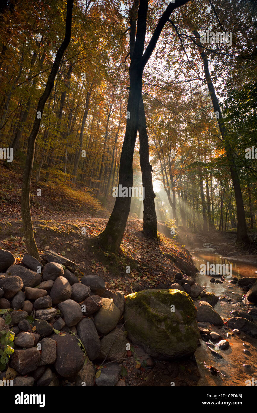 Forest and Mary's Spring river in Gdynia, northern Poland Stock Photo ...