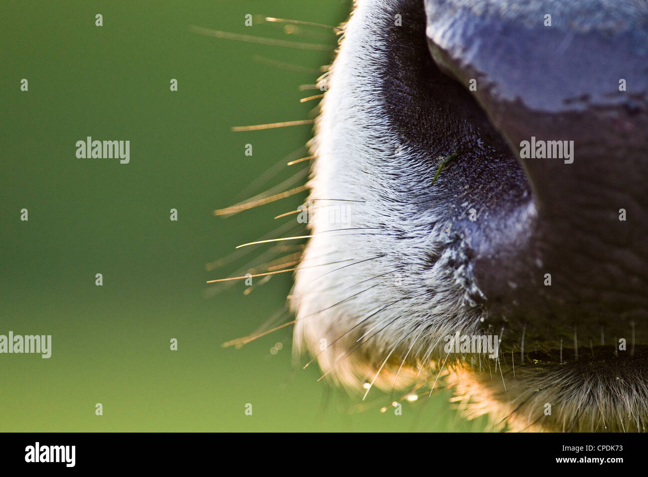 snout, cow (CTK Photo/Jiri Castka Stock Photo - Alamy