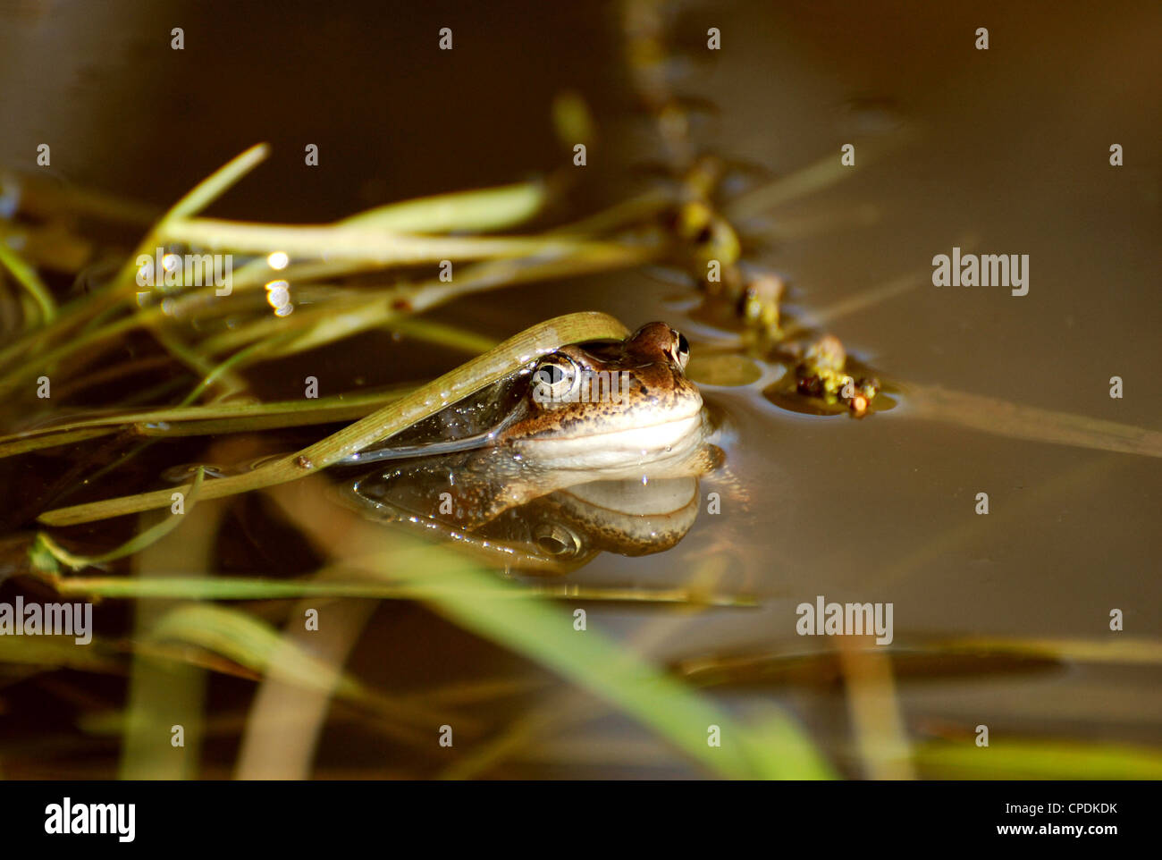 frog in water Stock Photo - Alamy