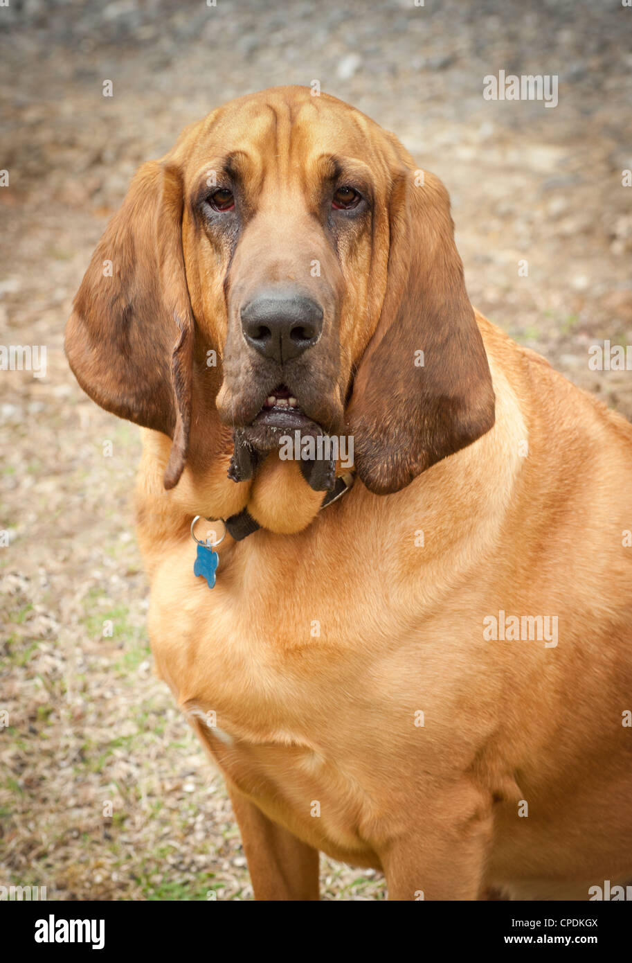 A pure bred Bloodhound in front of a Springtime Forsythia showing his ...