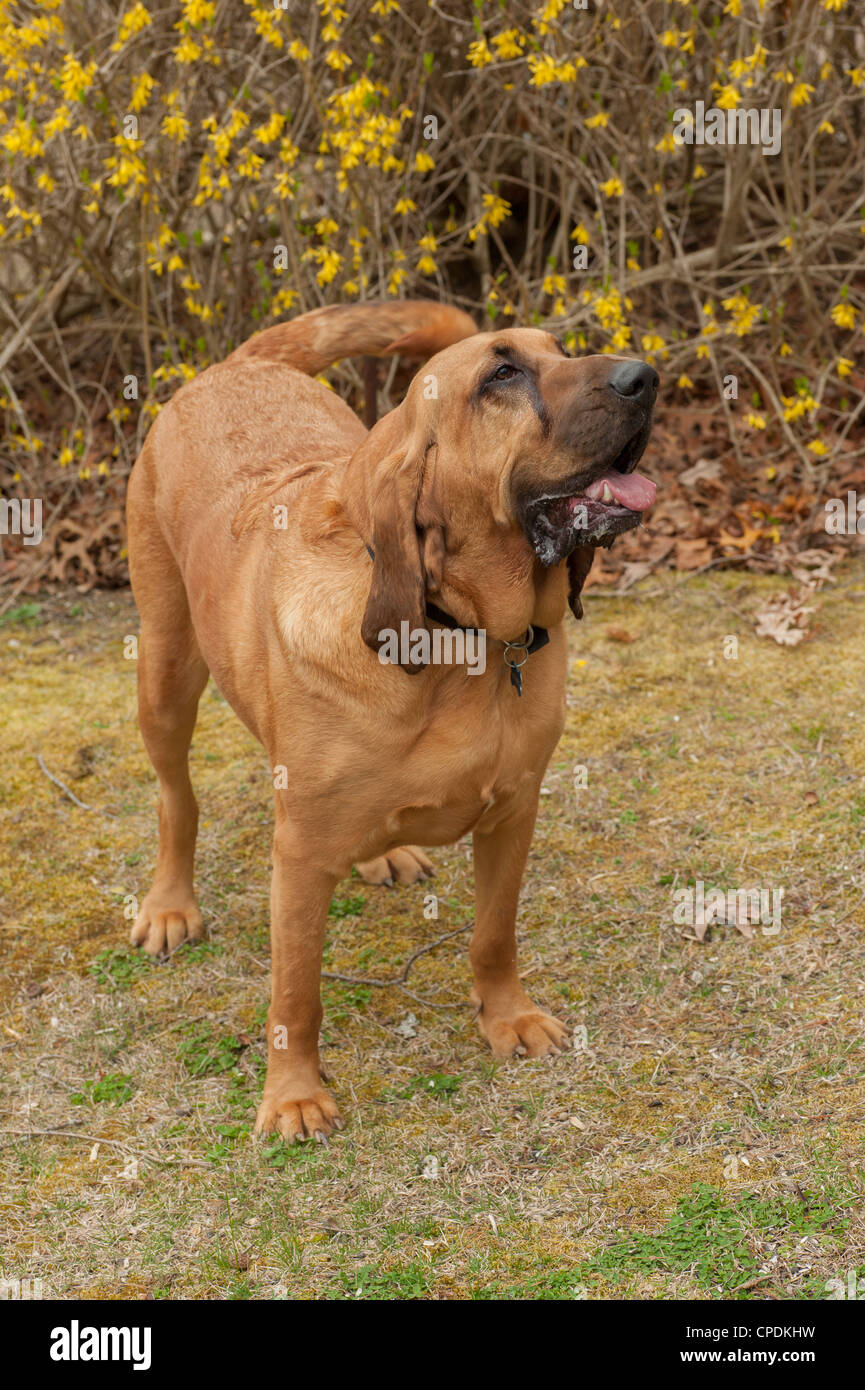 Bloodhound Became Sad Wallpapers