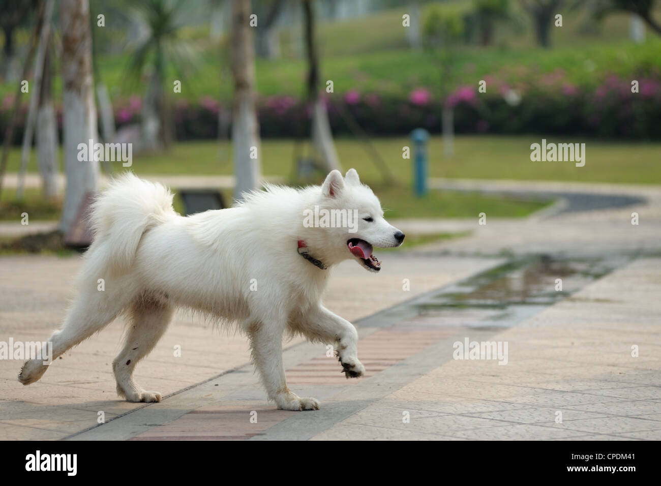 A happy samoyed dog running on the ground Stock Photo - Alamy