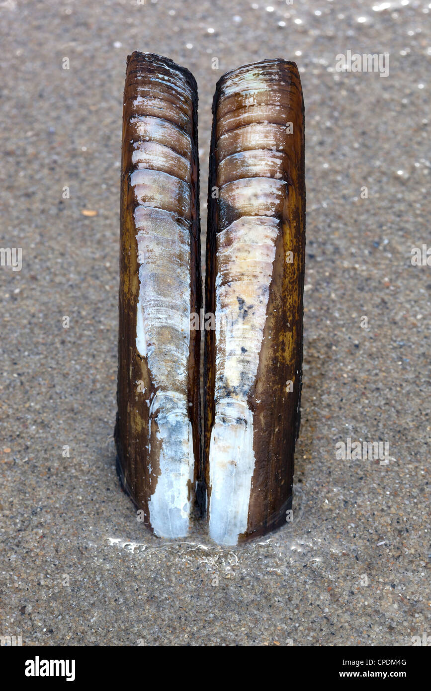 Razor Clam Shell on beach Stock Photo - Alamy