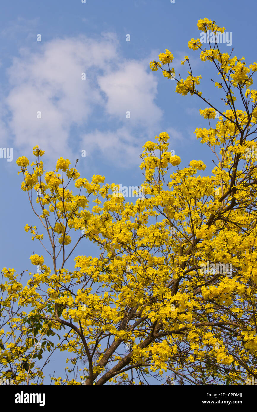 Pui pui grass hi-res stock photography and images - Alamy
