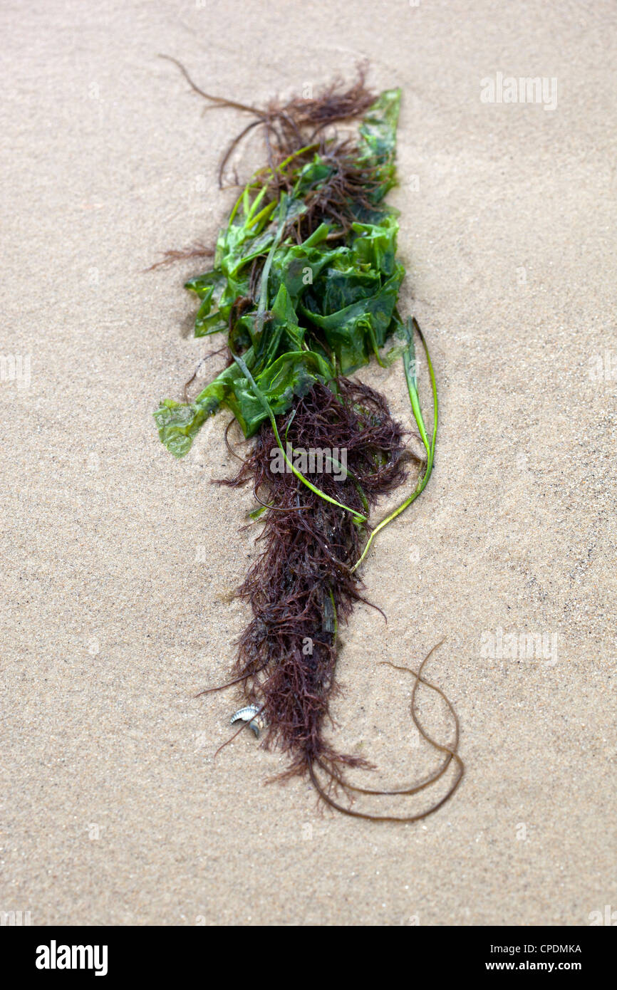 Seaweed on beach Stock Photo - Alamy