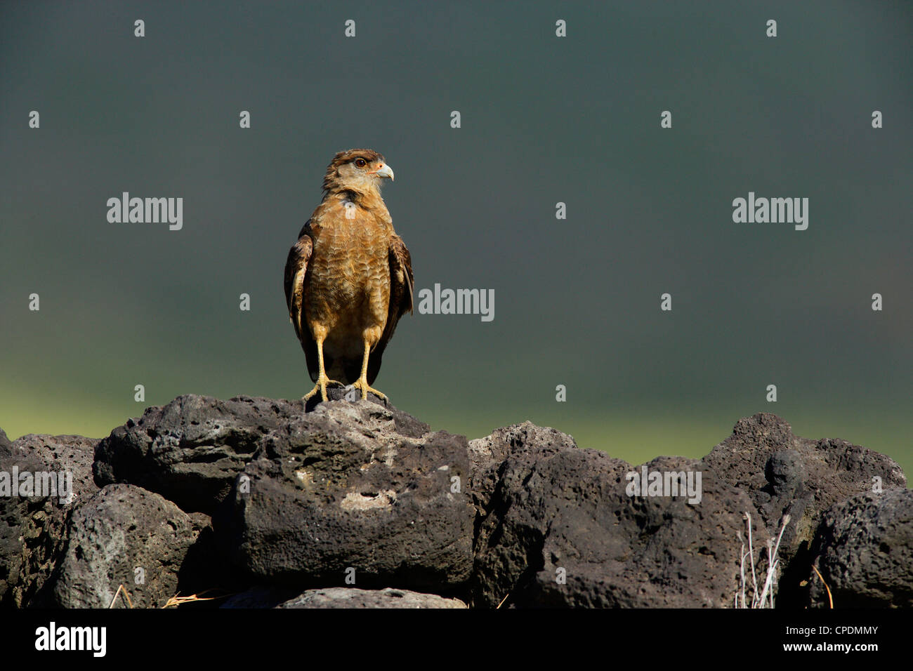 Easter island birds hi-res stock photography and images - Alamy