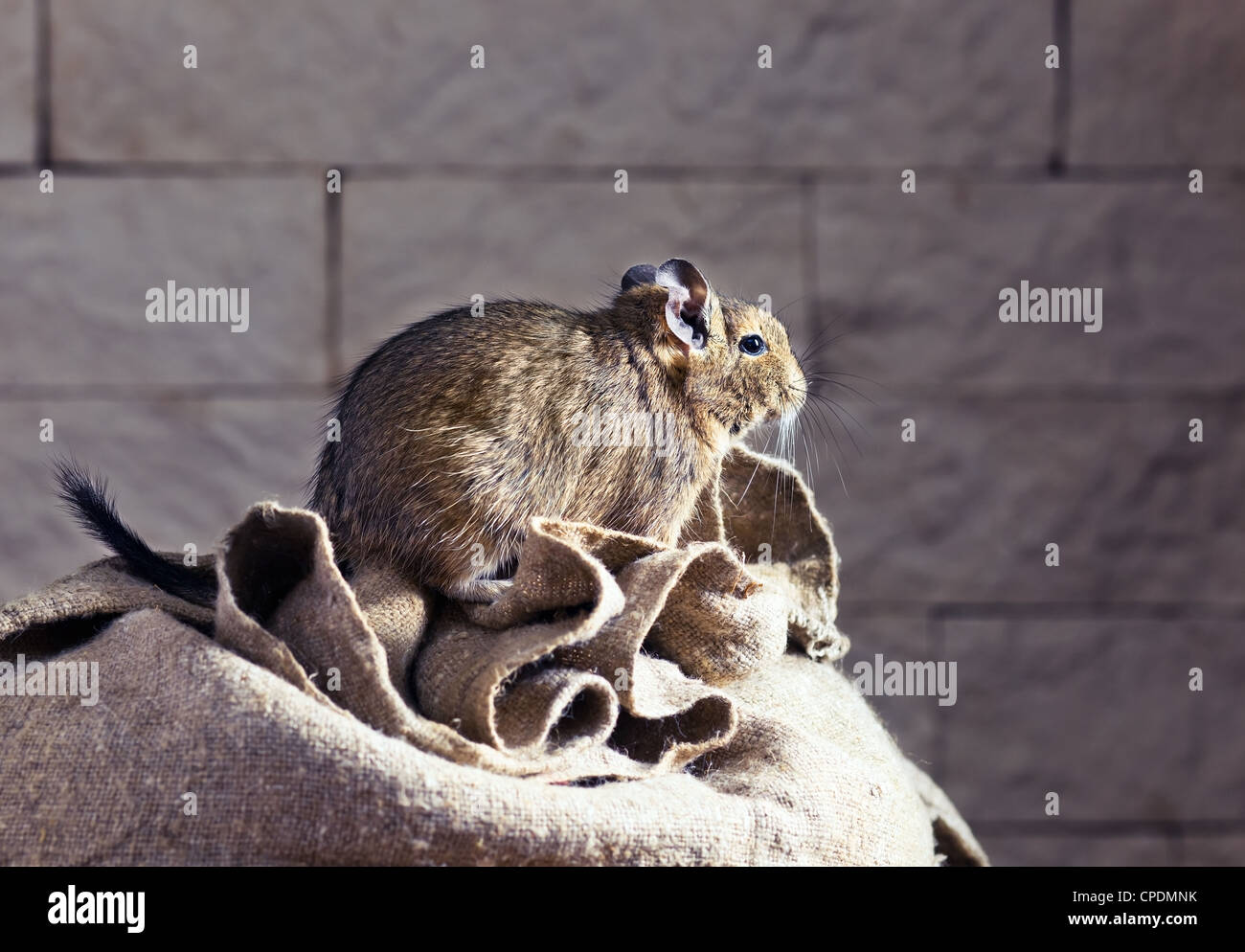 Caviomorph rodent hi-res stock photography and images - Alamy