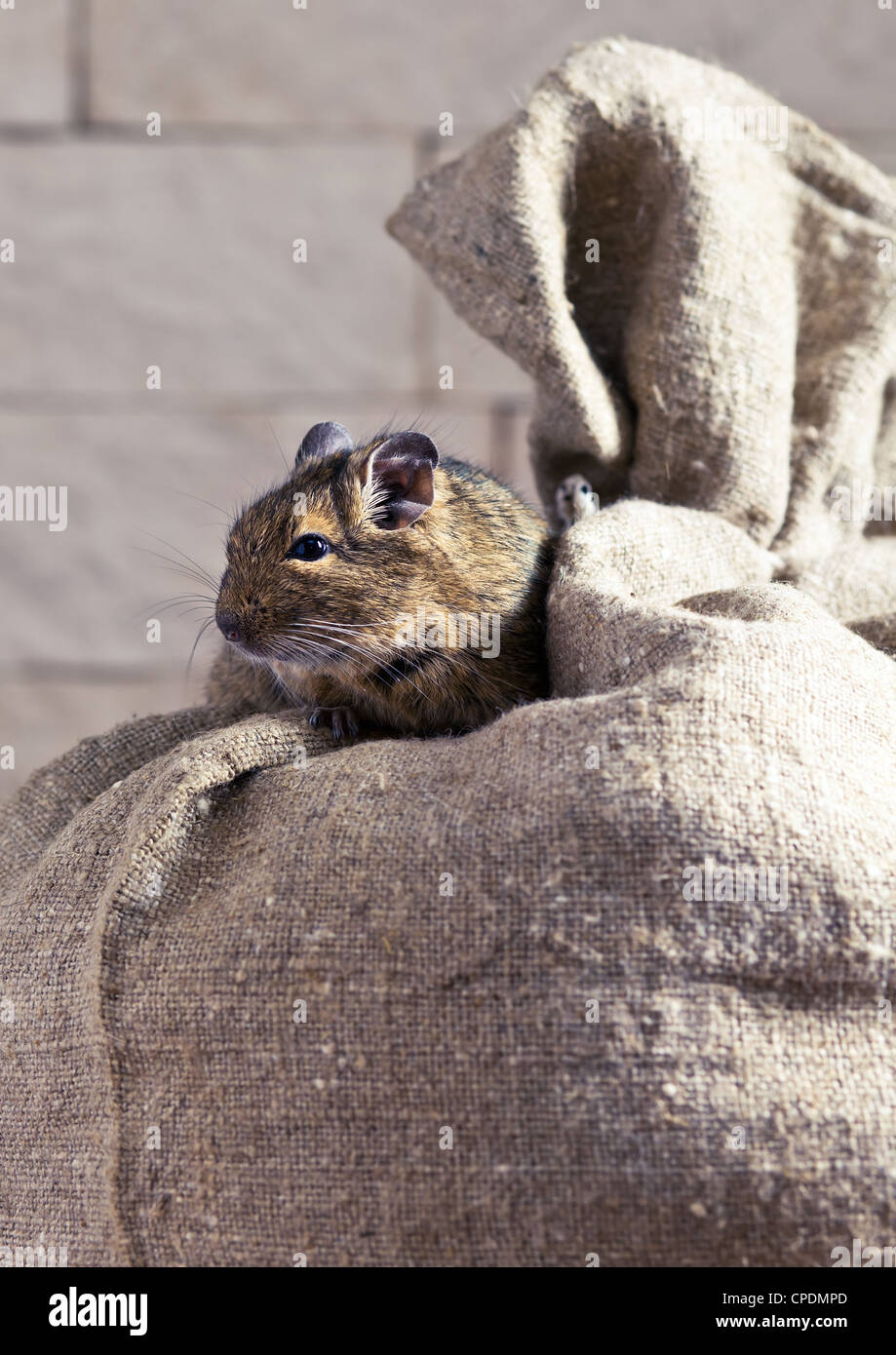 The degu (Octodon degus) is a small caviomorph rodent that is endemic ...