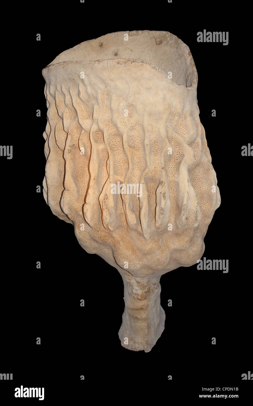 Spongia hi-res stock photography and images - Alamy