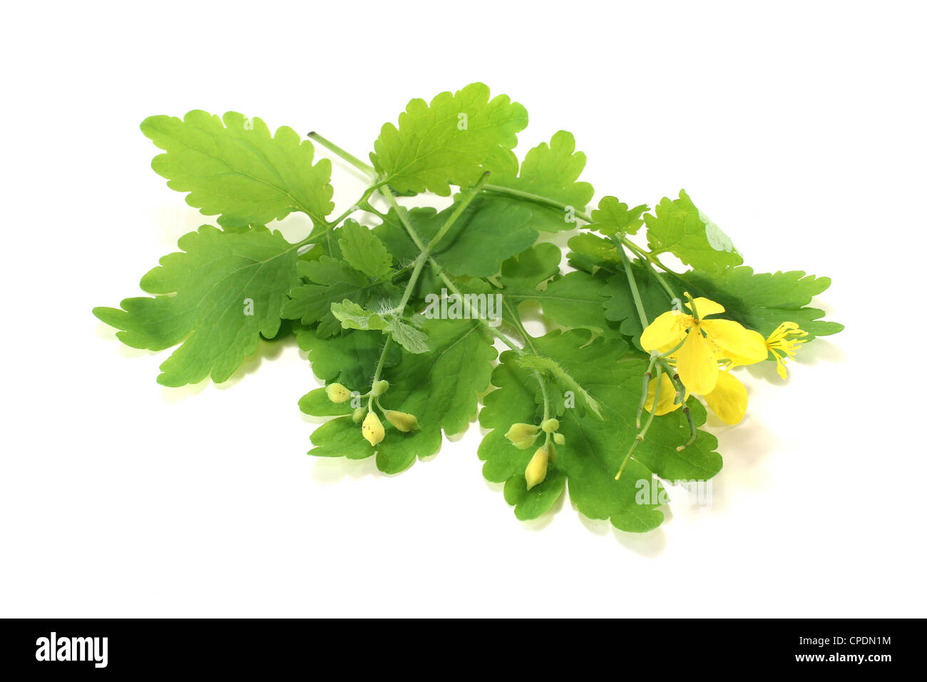fresh yellow greater celandine with flowers and leaves on a bright ...