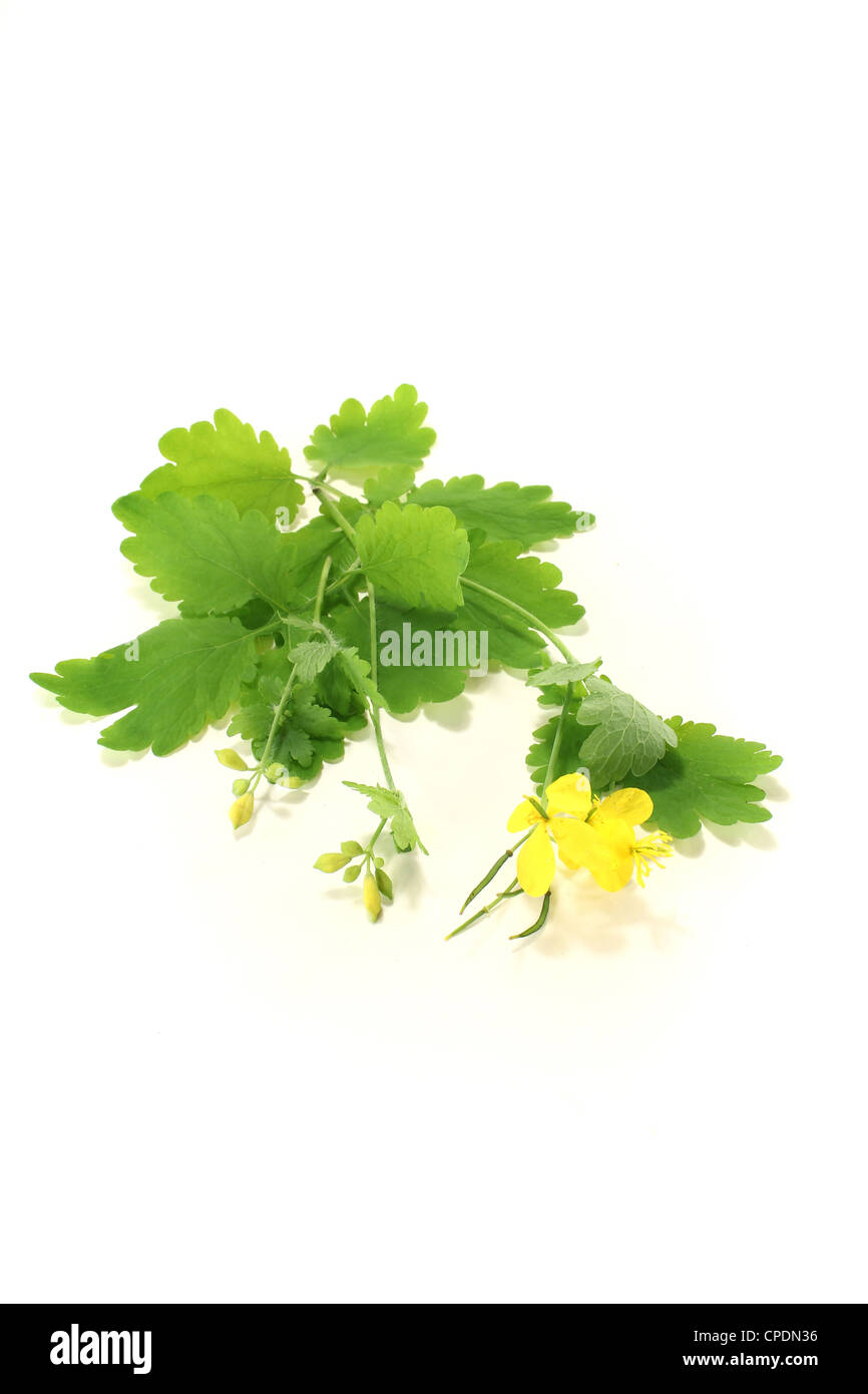 yellow greater celandine with flowers and leaves on a bright background ...