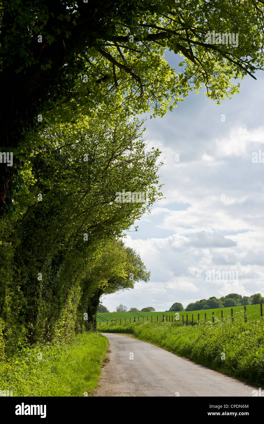 Country lane overhanging tree hi-res stock photography and images - Alamy