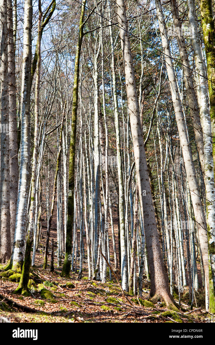 Dense silver birch trees in the Hollental Gorge above Hammersbach ...